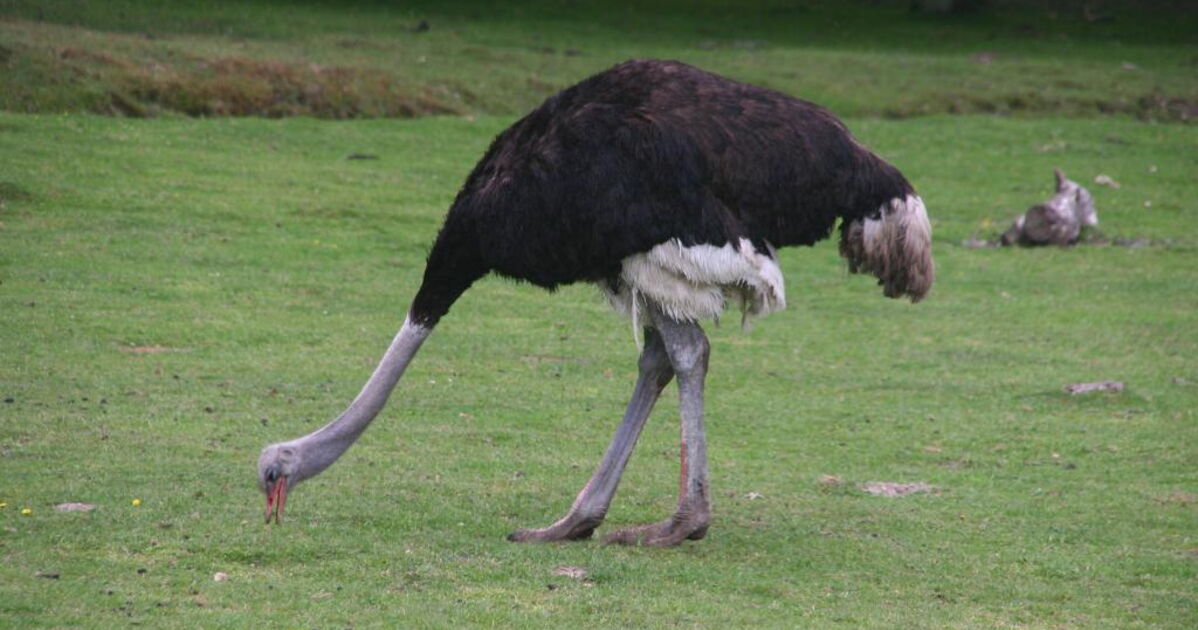 autruche.jpg, - Geo.fr