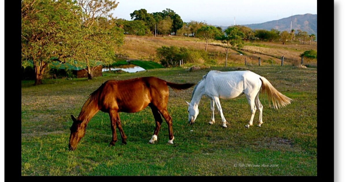 Costa Rican Horses.jpg, - Geo.fr