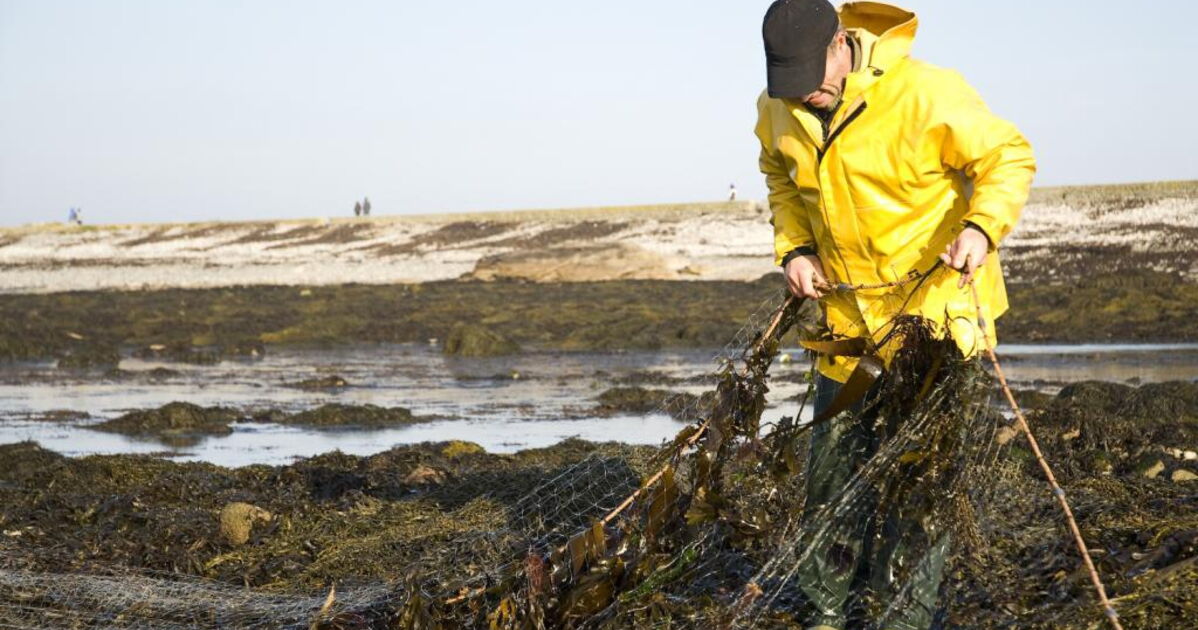 Pecheur, Pecheur au filet, débarrassant les mailles... - Geo.fr