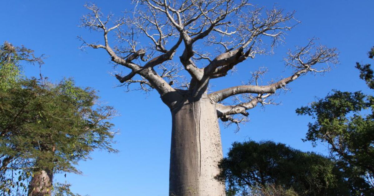 adansonia madagascariensis, - Geo.fr