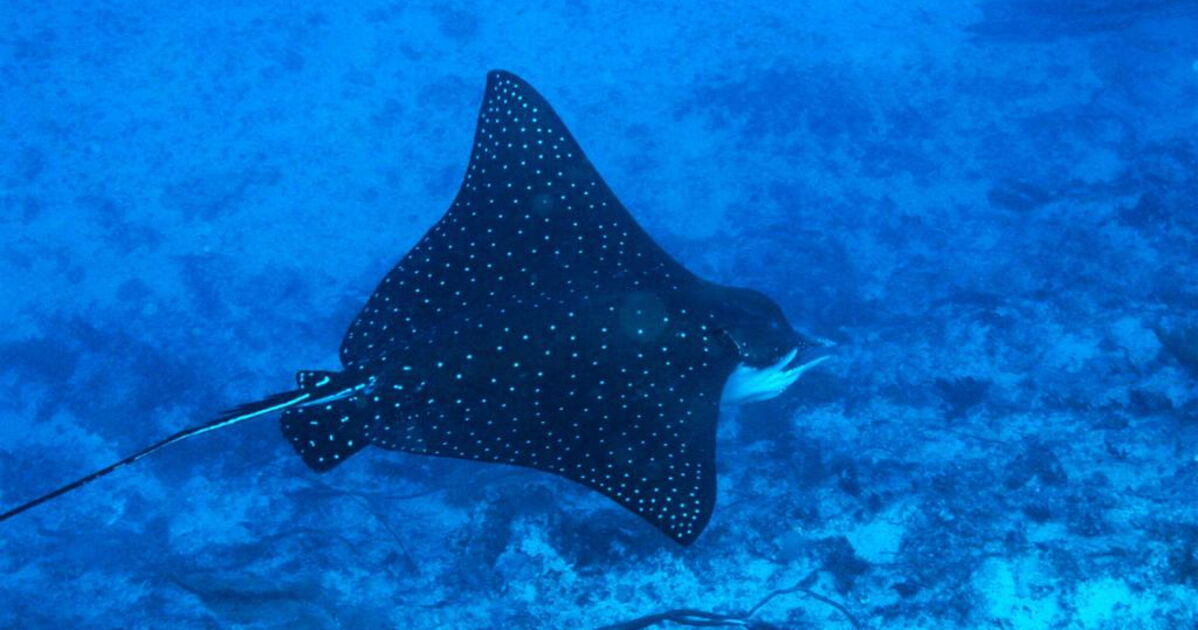 365_RAIE_LEOPARD_MARATUA_EST_KALIMANTAN, - Geo.fr