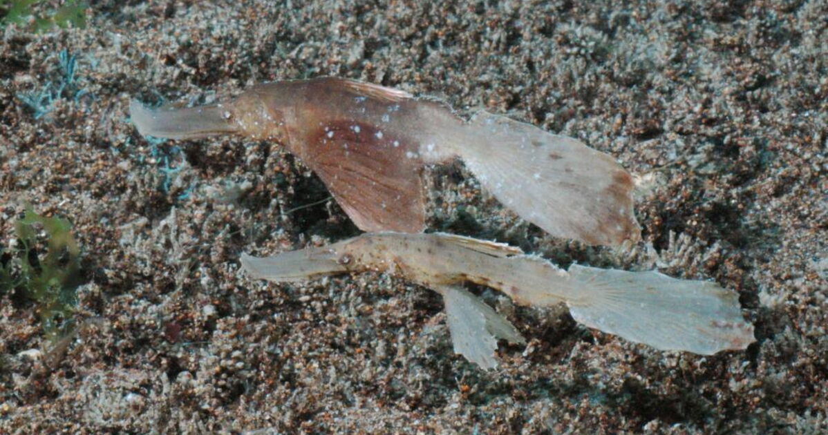 369_POISSON_FANTOME_SOLENOSTOMUS_DAUIN_, - Geo.fr