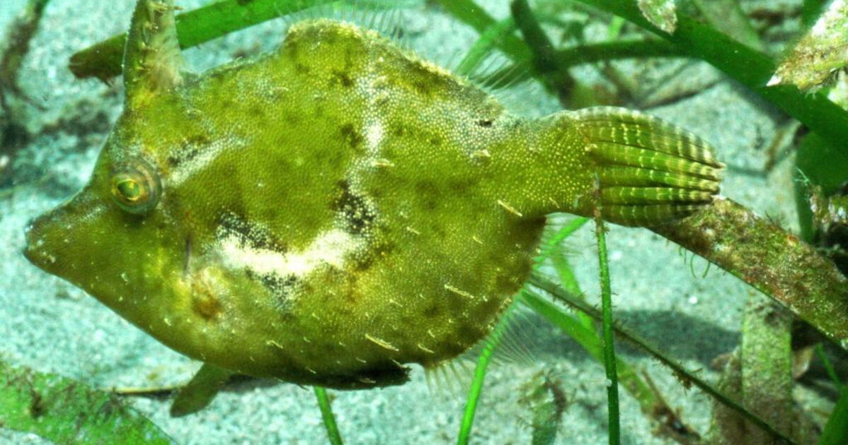 373_POISSON_LIME_DAUIN_NEGROS_PHILIPPIN, - Geo.fr