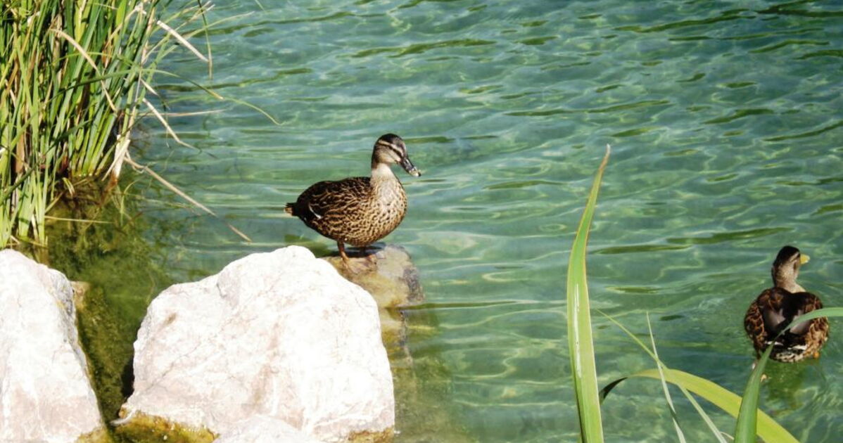 " y'en a mare à canards ! ", - Geo.fr