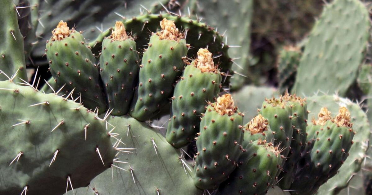 _06_20_1301 CACTES , - Geo.fr