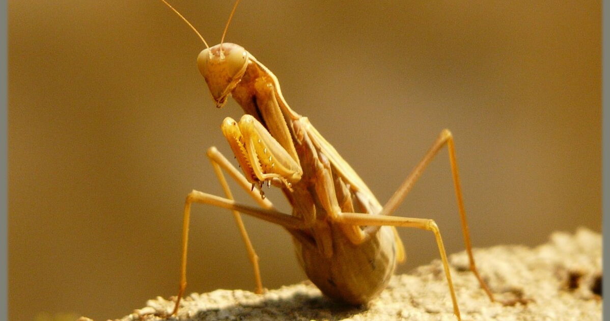 Mante_religieuse.JPG, - Geo.fr