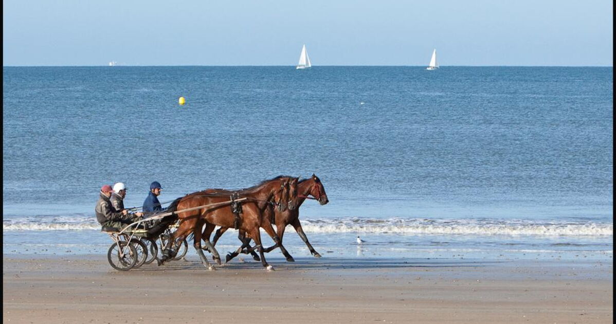 Chevaux à la Plage, Tôt le matin les Chevaux sont1 - Geo.fr