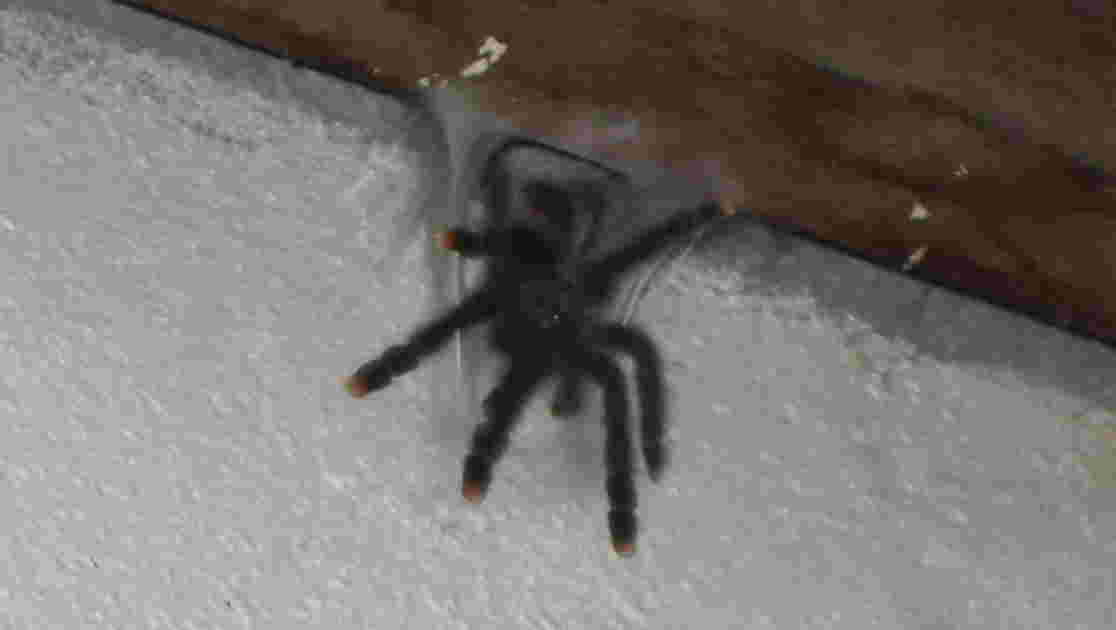 Envie d'une mygale grillée ?, - Geo.fr