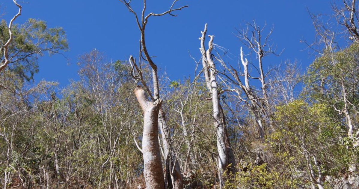 arbres de forêt sèche, - Geo.fr