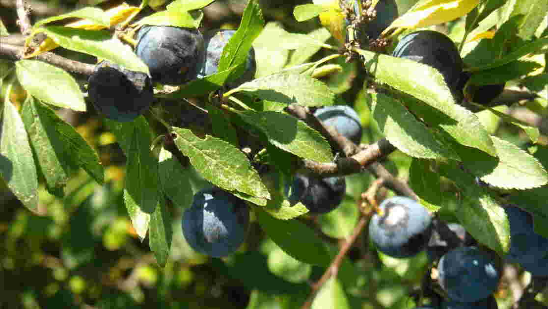Ce petit village de Prunelli-di-Casacconi Possède une... - Geo.fr