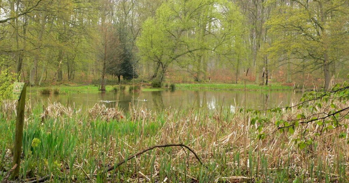 En forêt de Roumare, La mare Epinay - Geo.fr
