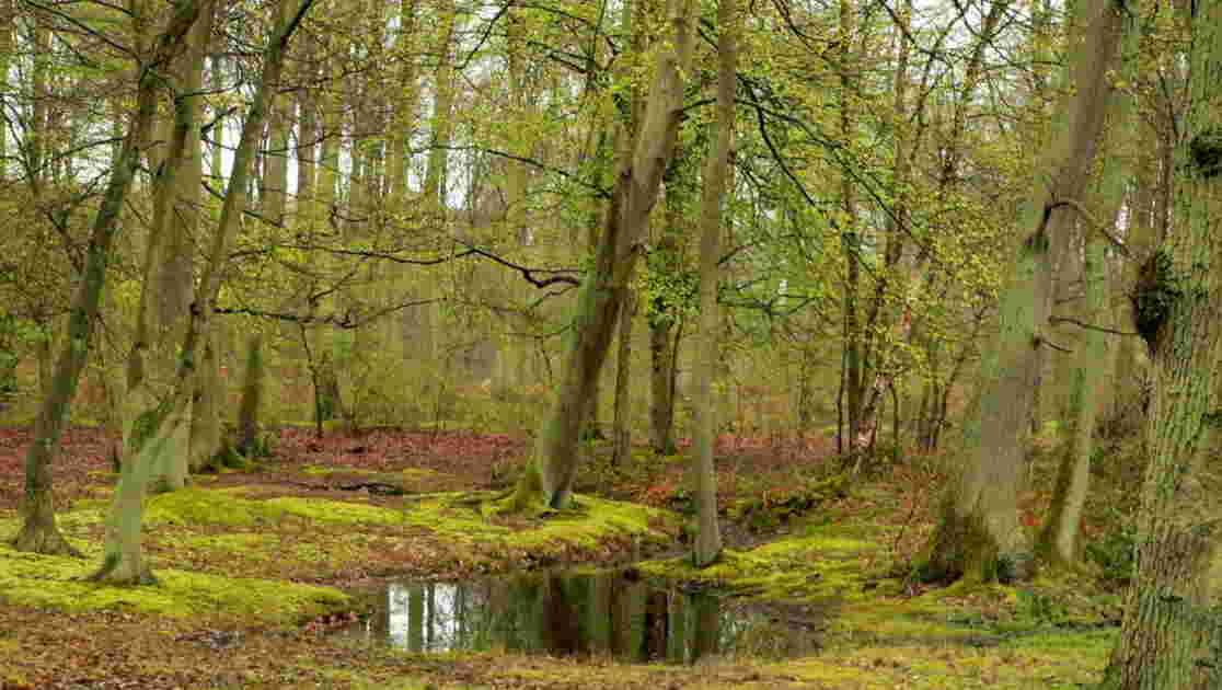 En forêt de Roumare, - Geo.fr