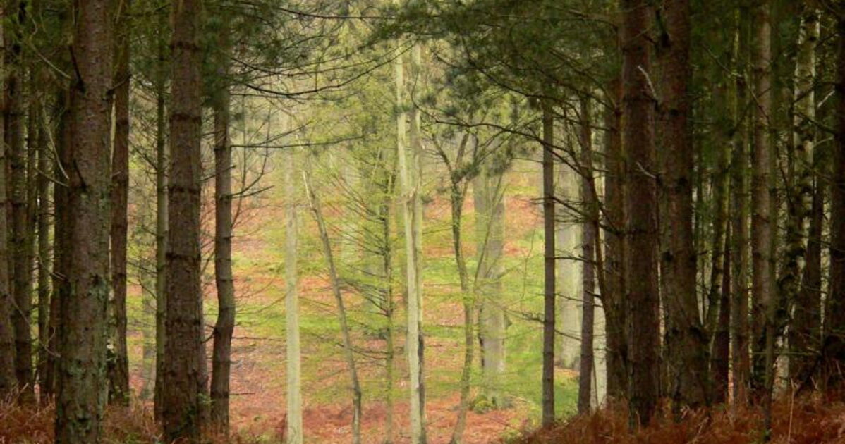 En forêt de Roumare, Les différentes parcelles. - Geo.fr