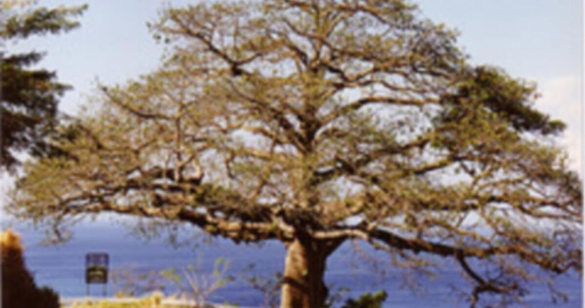 Arbre___le_Fromager___St_Pierre_Martini, - Geo.fr