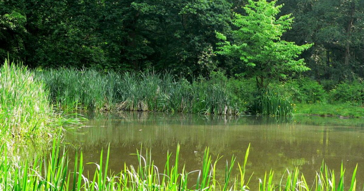 En forêt de Roumare, La mare Epinay - Geo.fr