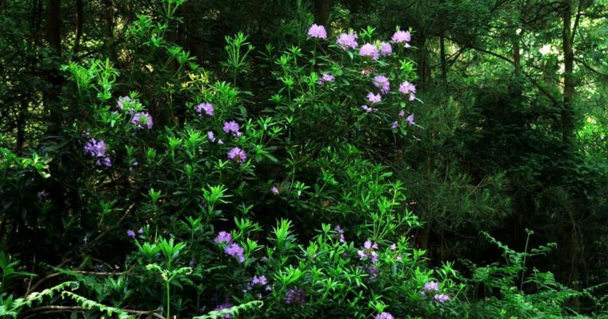 En forêt de Roumare, - Geo.fr