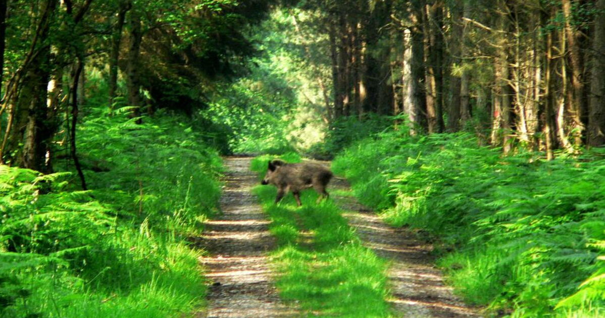 En forêt de Roumare, Rencontre avec un sanglier. - Geo.fr