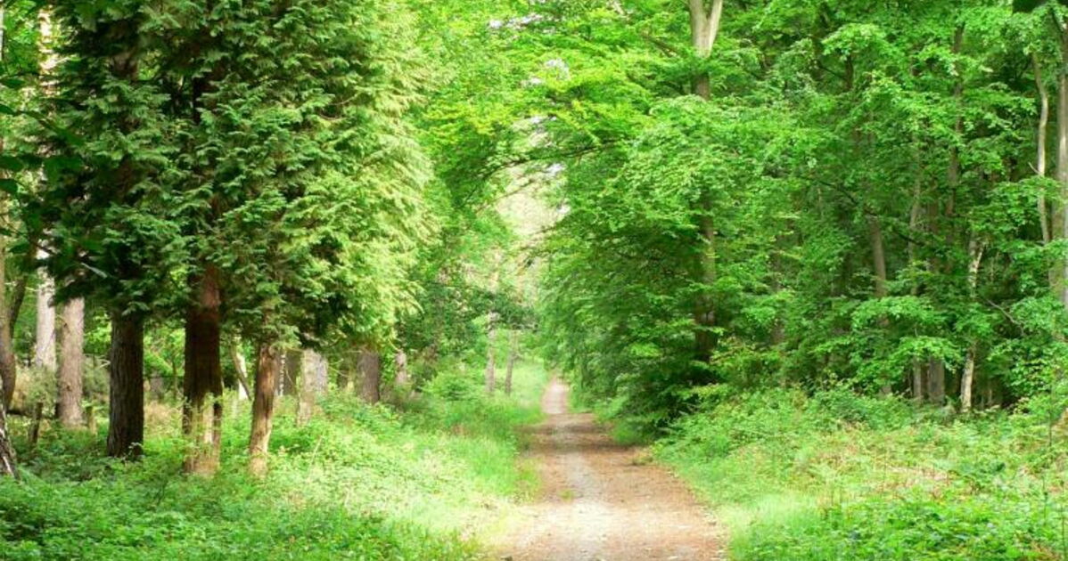 En forêt de Roumare, - Geo.fr