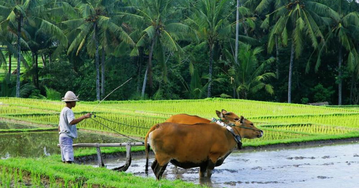 Paysan.jpg, - Geo.fr