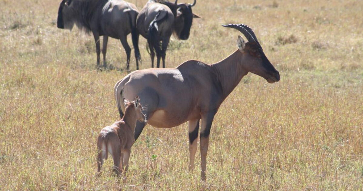 damalisque et son petit, - Geo.fr
