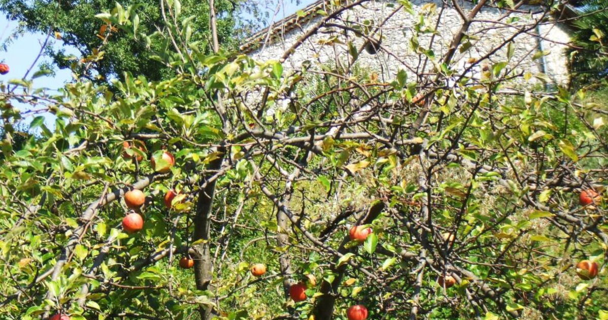 Pommier sauvage, - Geo.fr