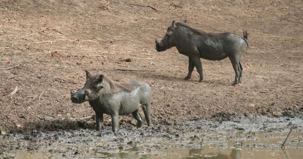 phacochères, - Geo.fr