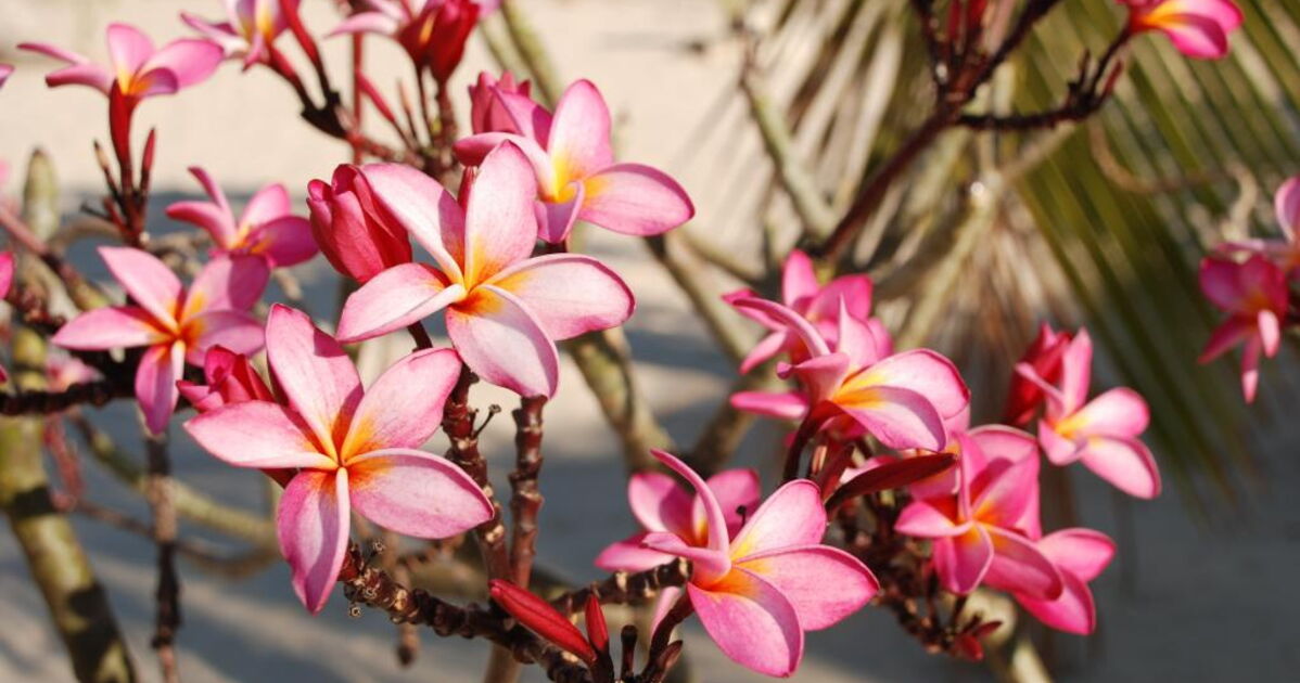 Frangipanier rose à Majunga, Au Zahamotel, sur la1 - Geo.fr