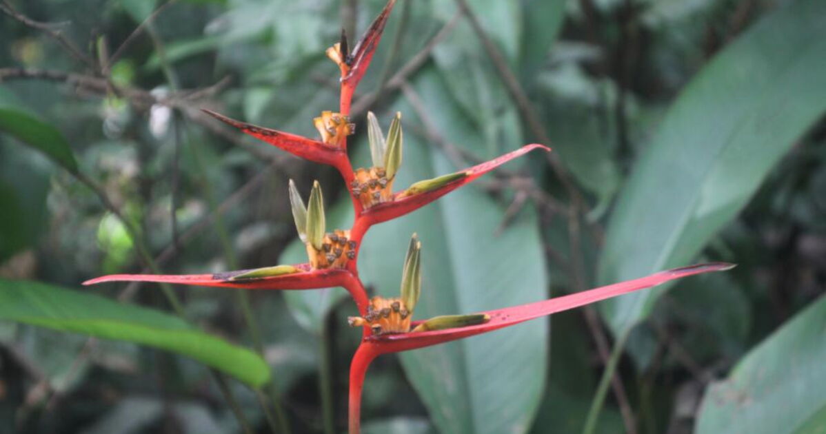 N__17_Fleur_de_balisier_Heliconia_acumi, - Geo.fr