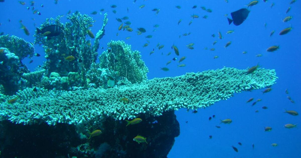 Corail tabulaire, - Geo.fr