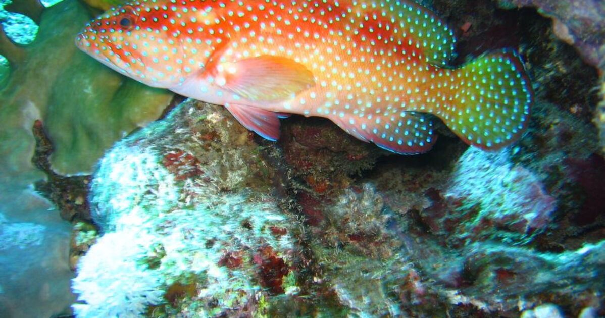 Mérou rouge, - Geo.fr