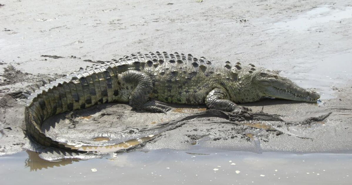 crocodile, - Geo.fr