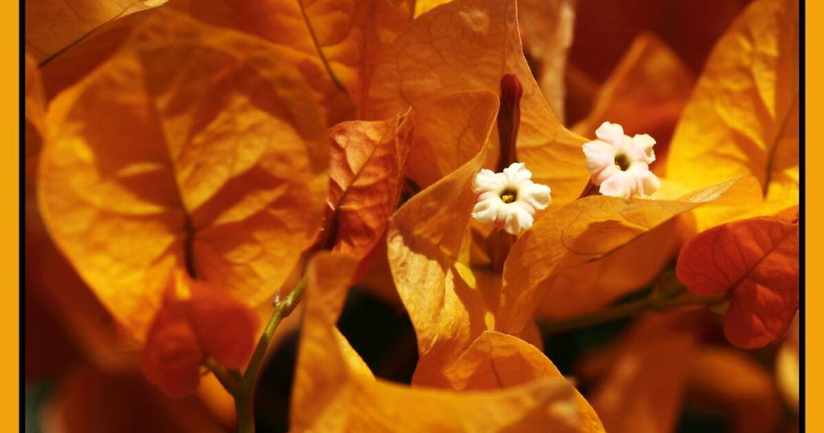 FLORE_DU_MAROC_114, - Geo.fr