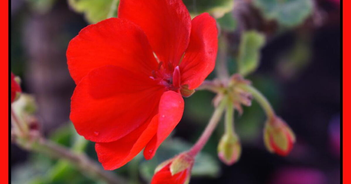 FLORE_DU_MAROC_143, - Geo.fr