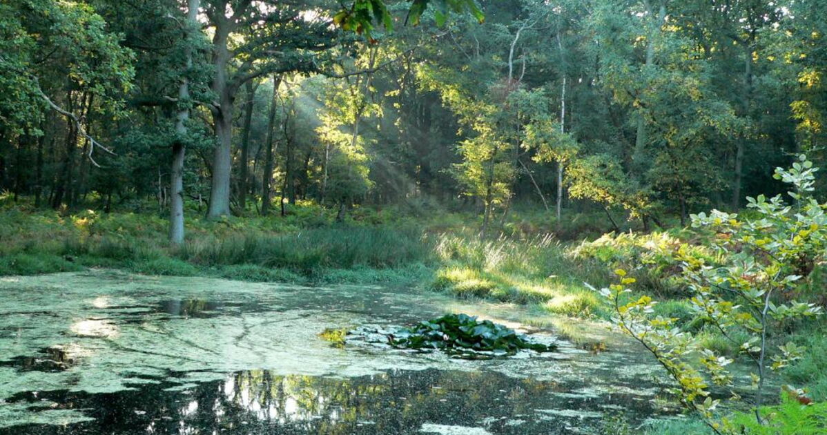 En forêt de Roumare, - Geo.fr