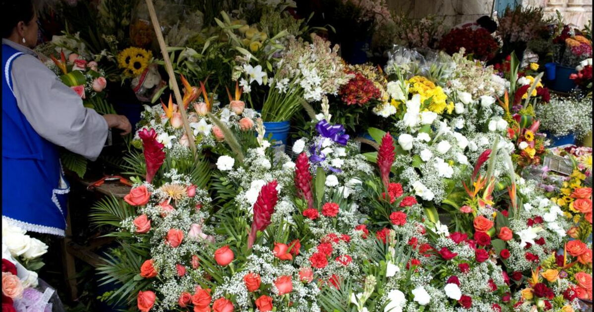 Equateur 1er producteur mondial de rose, - Geo.fr