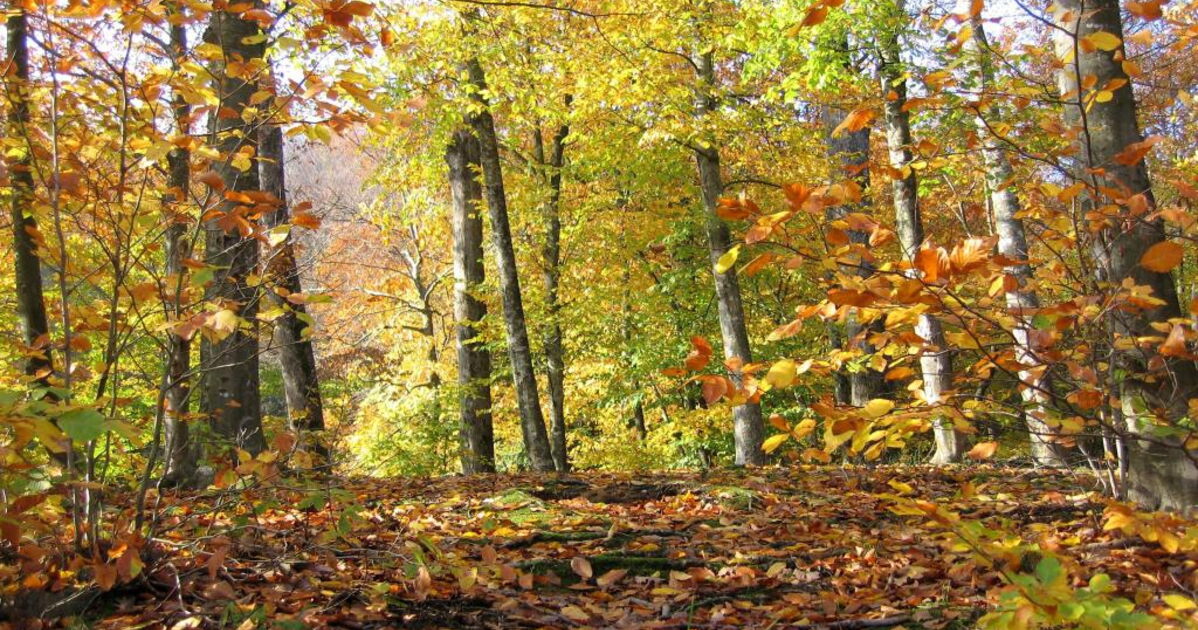 Couleurs automnales 041.jpg, - Geo.fr