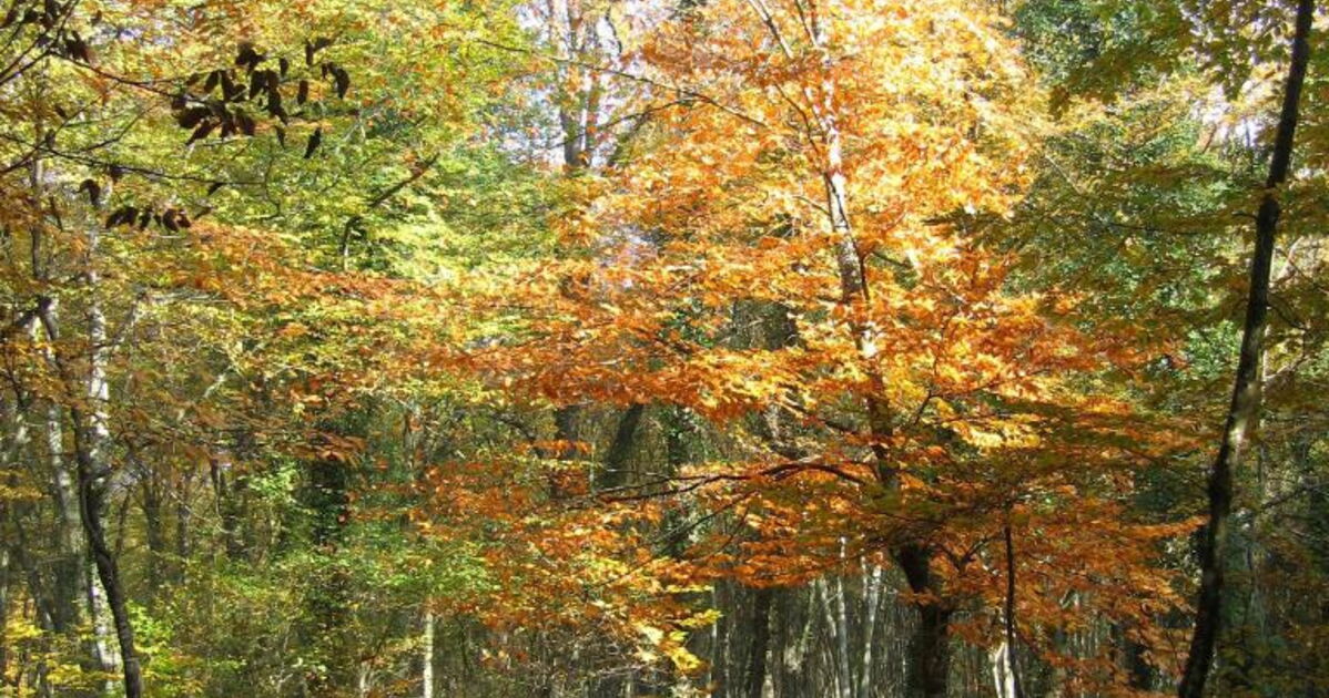 Couleurs automnales 004.jpg, - Geo.fr