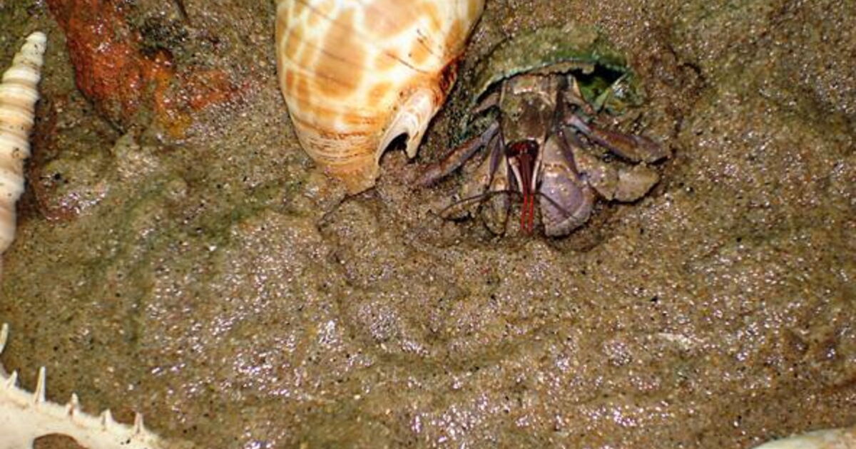 Bernard l'Hermite, - Geo.fr