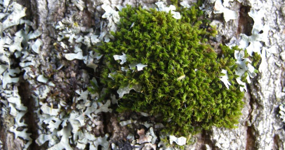 Mousse , Entouré de lichen, cette mousse est cont1 - Geo.fr