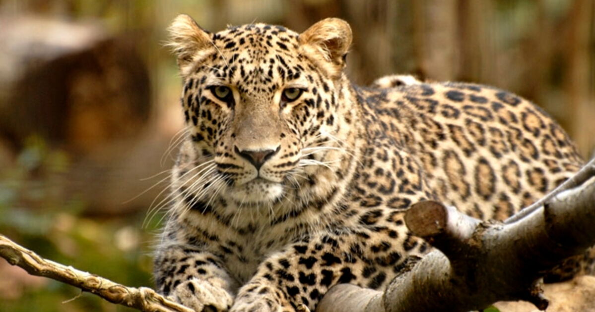 Panthère ou léopard de Perse, La panthère de Pers1 - Geo.fr