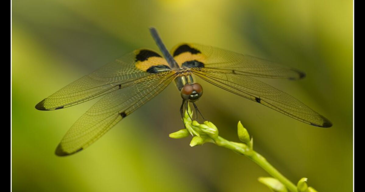 Libellule (4), - Geo.fr