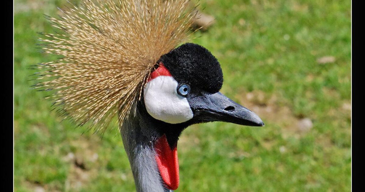 grue couronnee, - Geo.fr