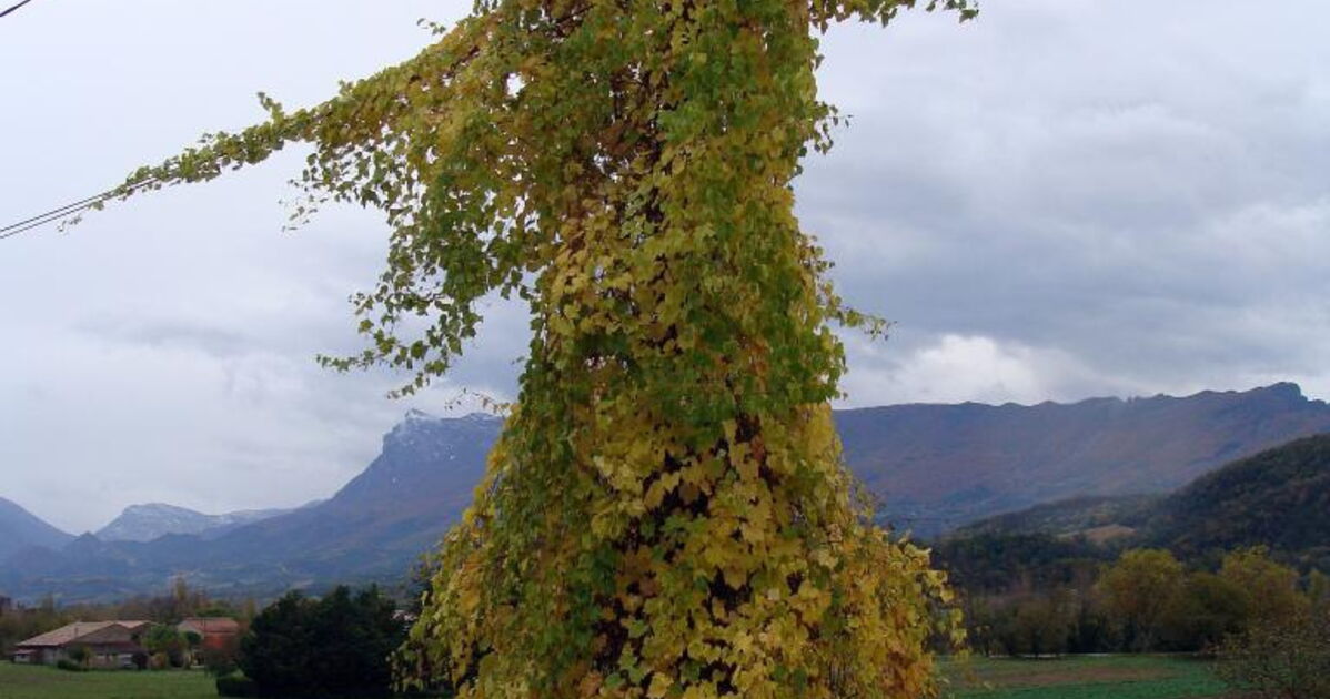le même un peu plus tard dans la saison, - Geo.fr