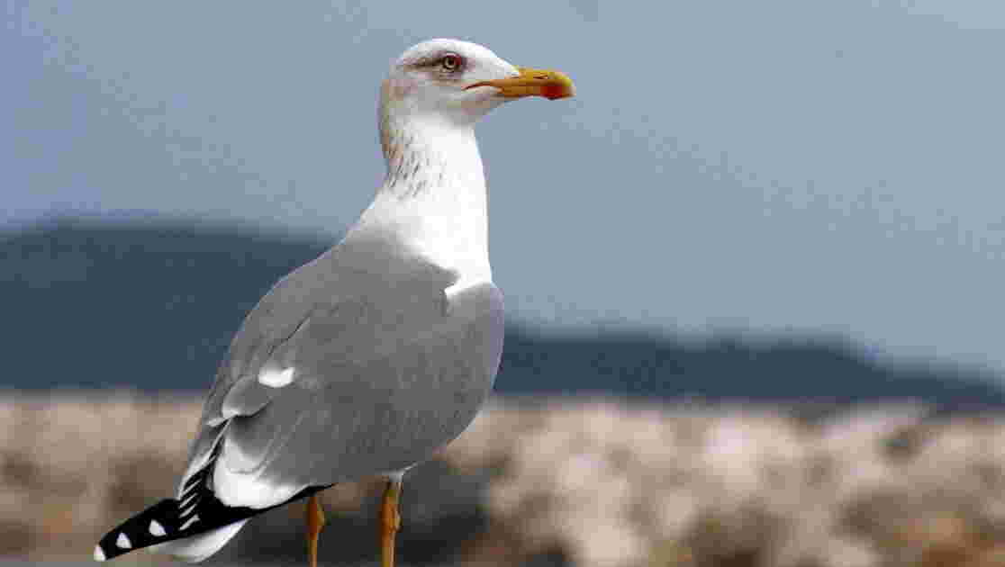 Bébé goéland !, Ce bébé pas farouche à joué avec1 - Geo.fr