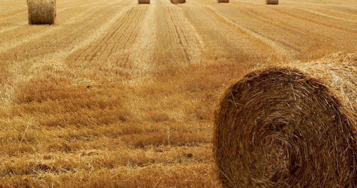 La moisson est faite, - Geo.fr