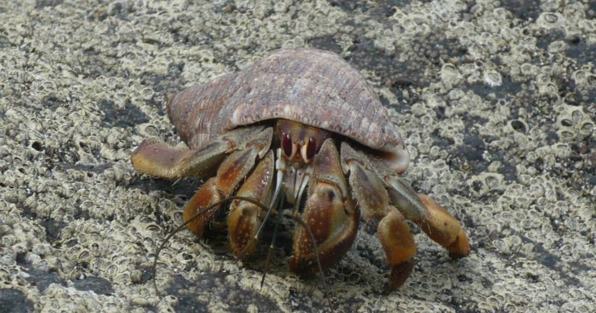 Bernard l'Hermite, - Geo.fr