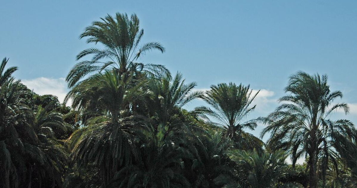 Palmiers. , - Geo.fr