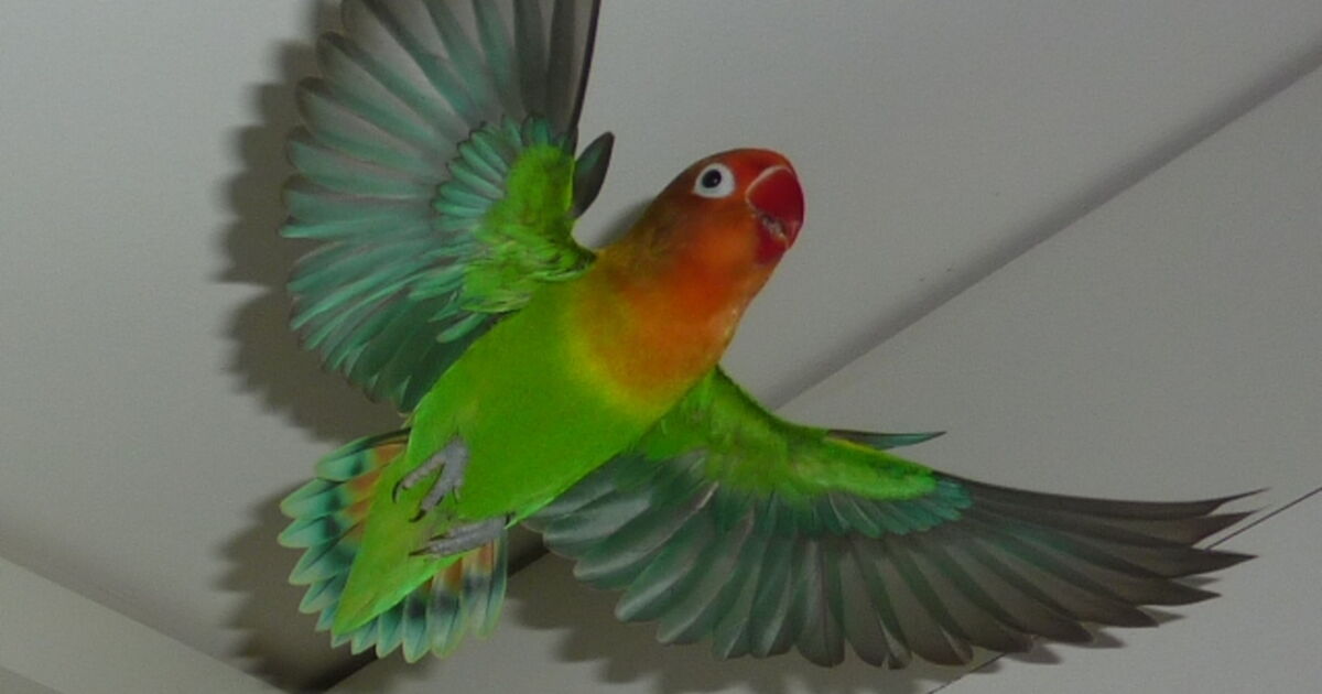 Vol d'un perroquet inséparable, - Geo.fr