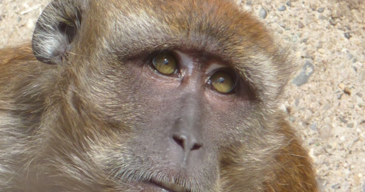 Portrait d'un singe, - Geo.fr