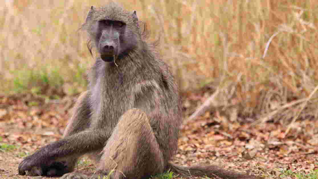 Babouin femelle et son petit, Kenya, - Geo.fr